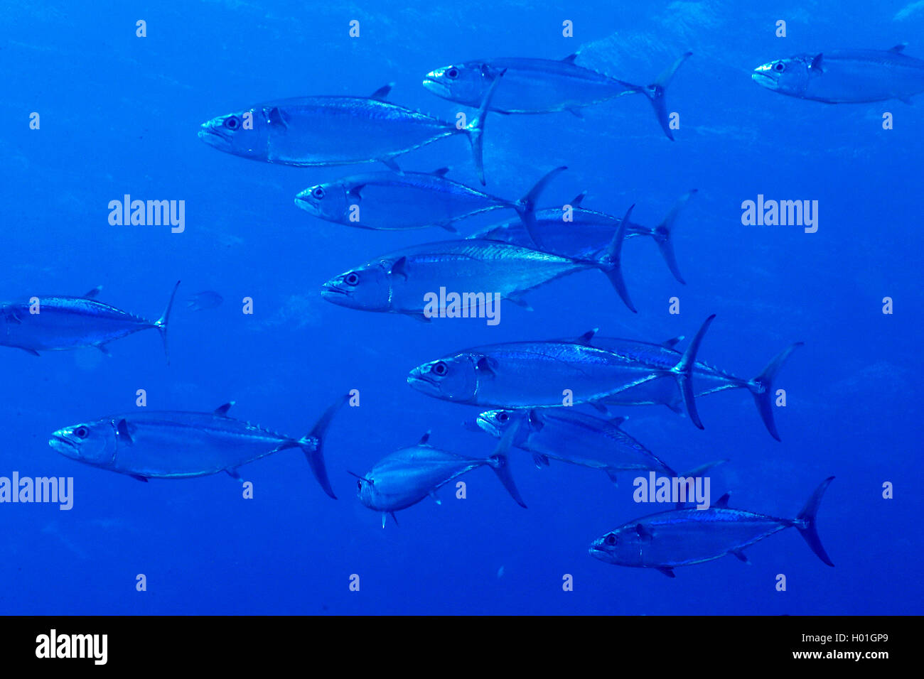 Yellowfin Tuna School