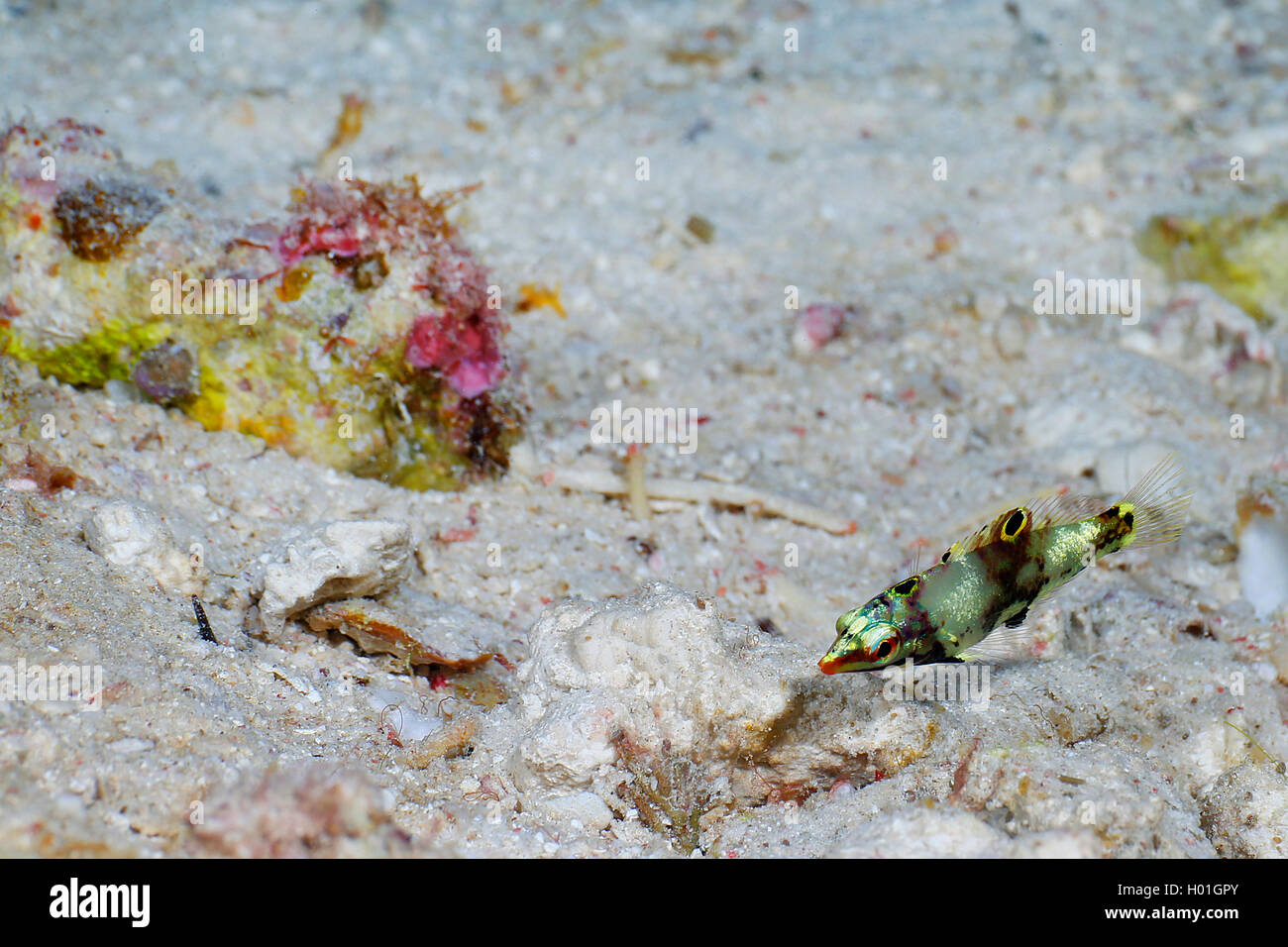 Labridae wrasses hi-res stock photography and images - Alamy