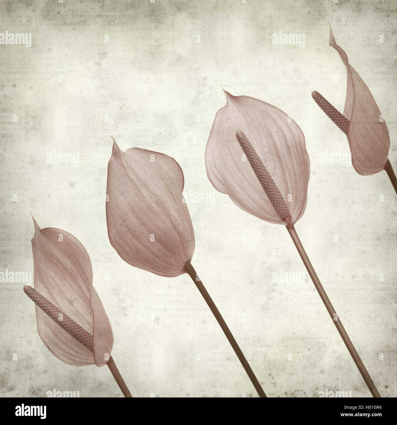 textured old paper background with pink Anthurium Stock Photo - Alamy