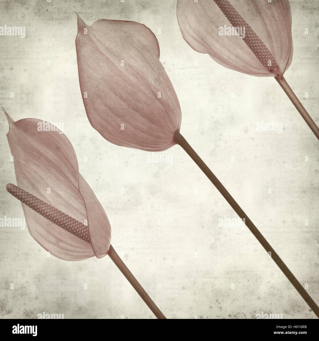 textured old paper background with pink Anthurium Stock Photo - Alamy