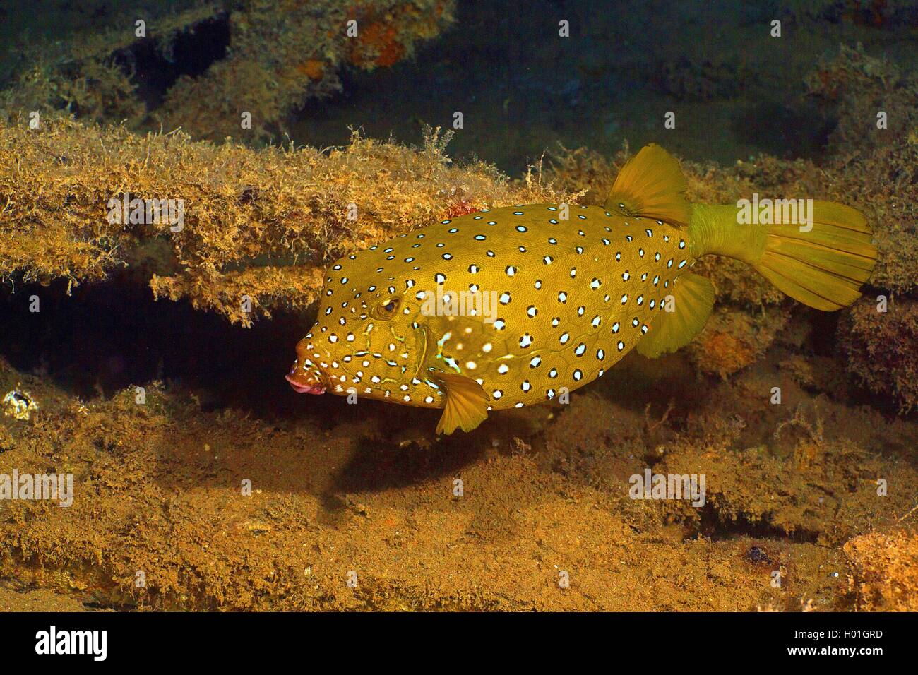 Blue spotted boxfish hi-res stock photography and images - Alamy