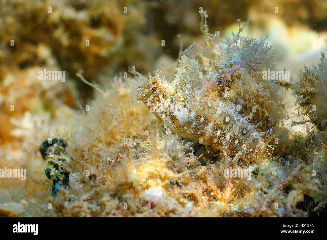 Floral blenny, Floral fangblenny, Helmeted blenny, Crested sabretooth ...