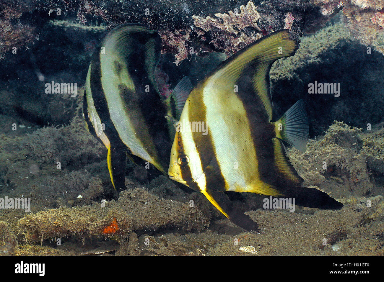 Juvenile batfish hi-res stock photography and images - Alamy