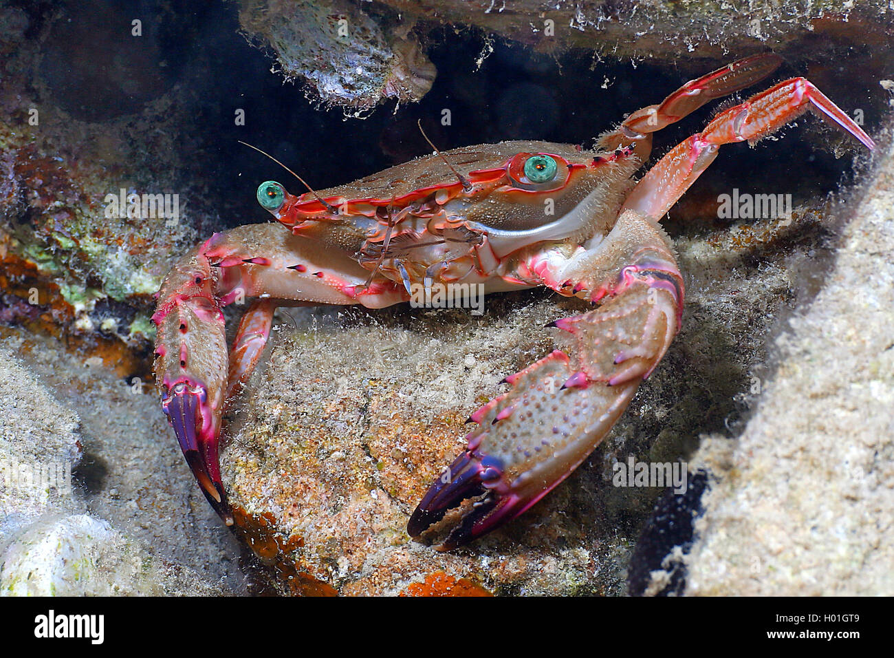 swimming crabs (Portunidae), at coral reef, Egypt, Red Sea, Hurghada ...