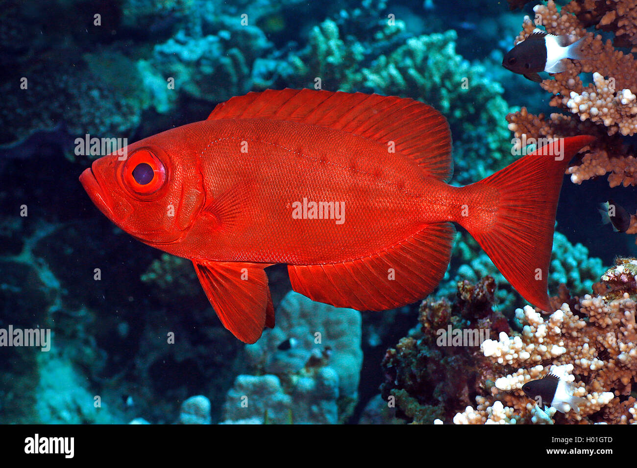lunar-tailed bullseye, crescent-tail bigeye, moontail bullseye ...