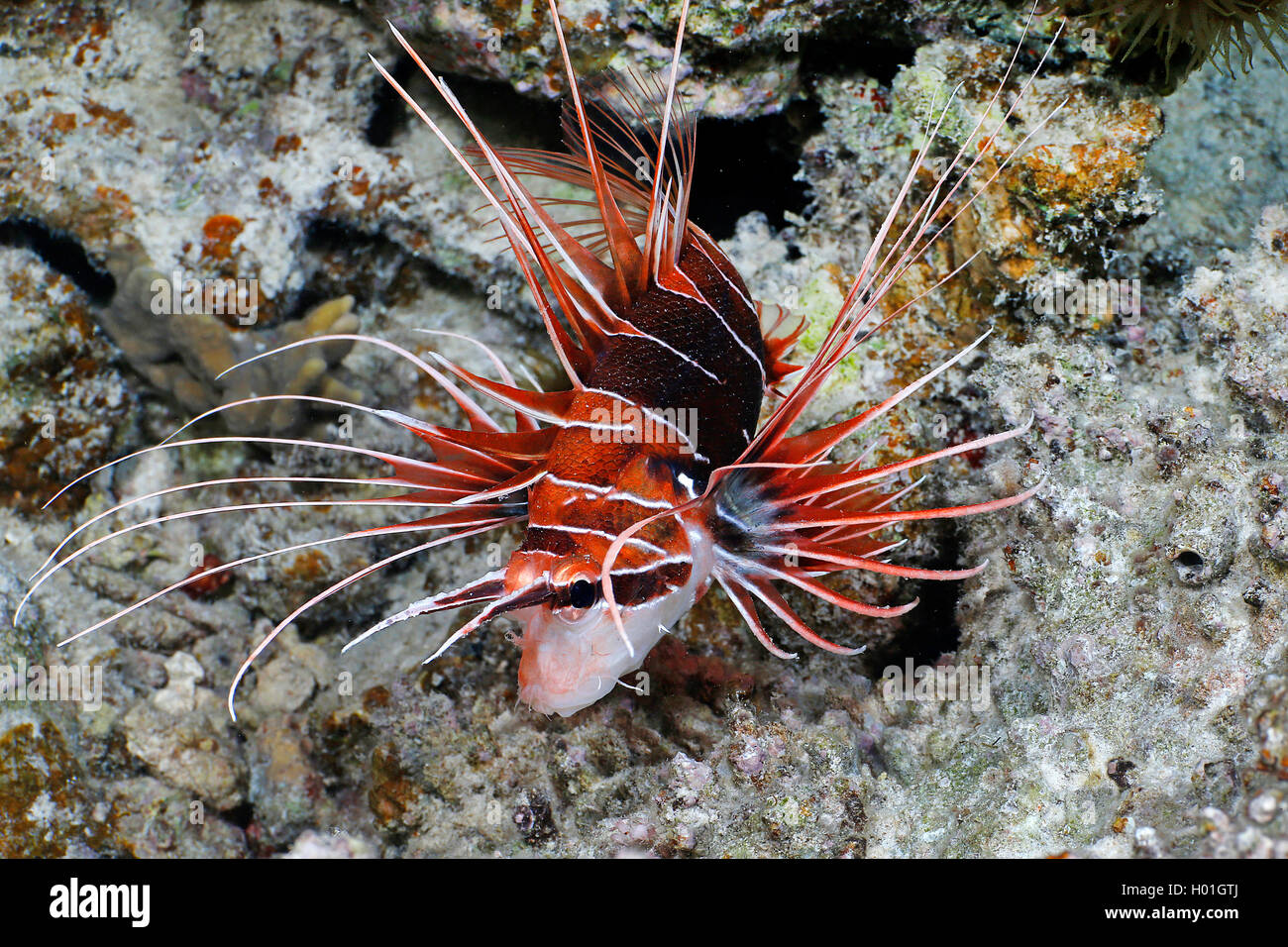 Radial firefish, Longhorn firefish, Clearfin turkeyfish (Pterois ...