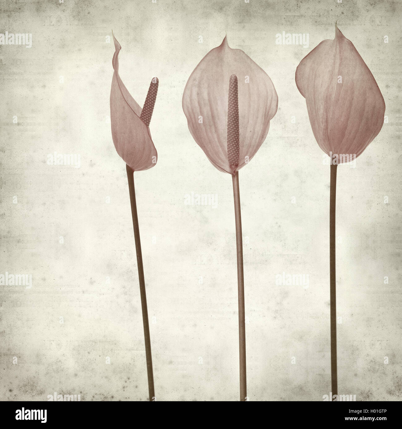 textured old paper background with pink Anthurium Stock Photo - Alamy