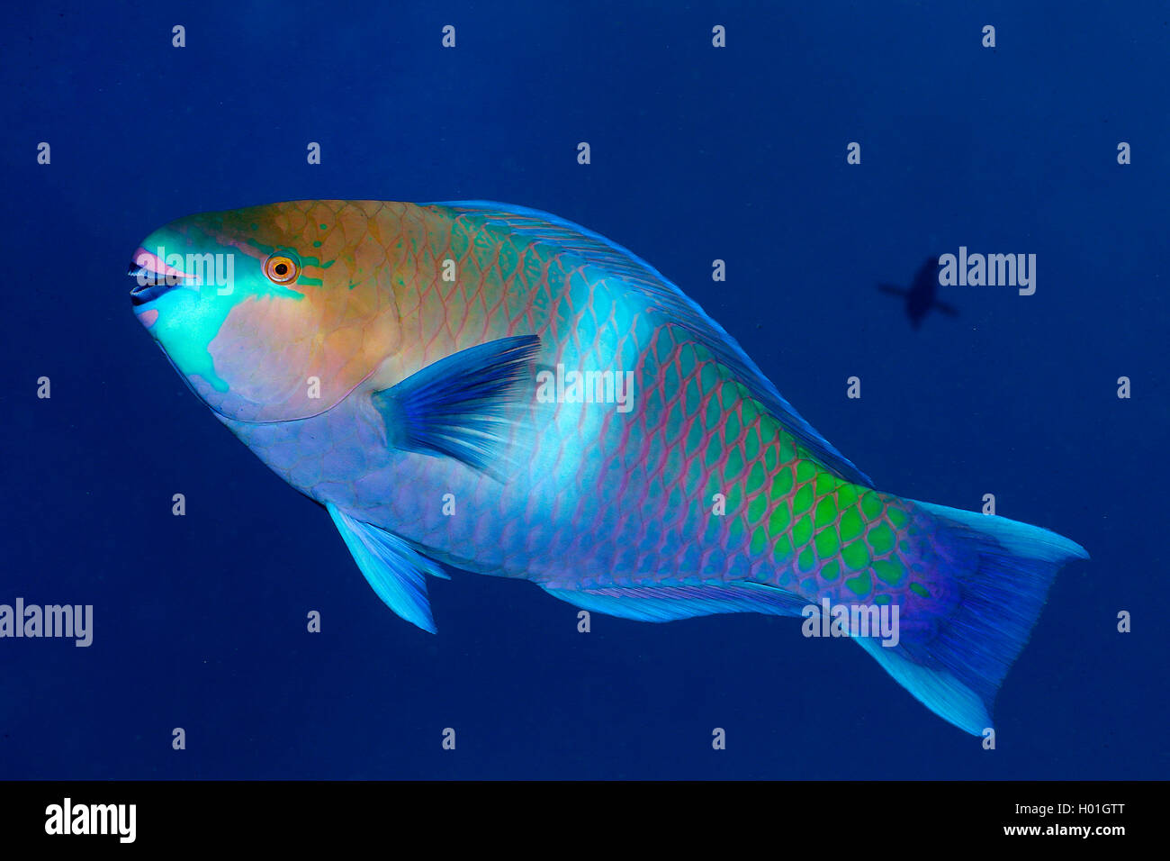 Red sea parrotfish hi-res stock photography and images - Alamy