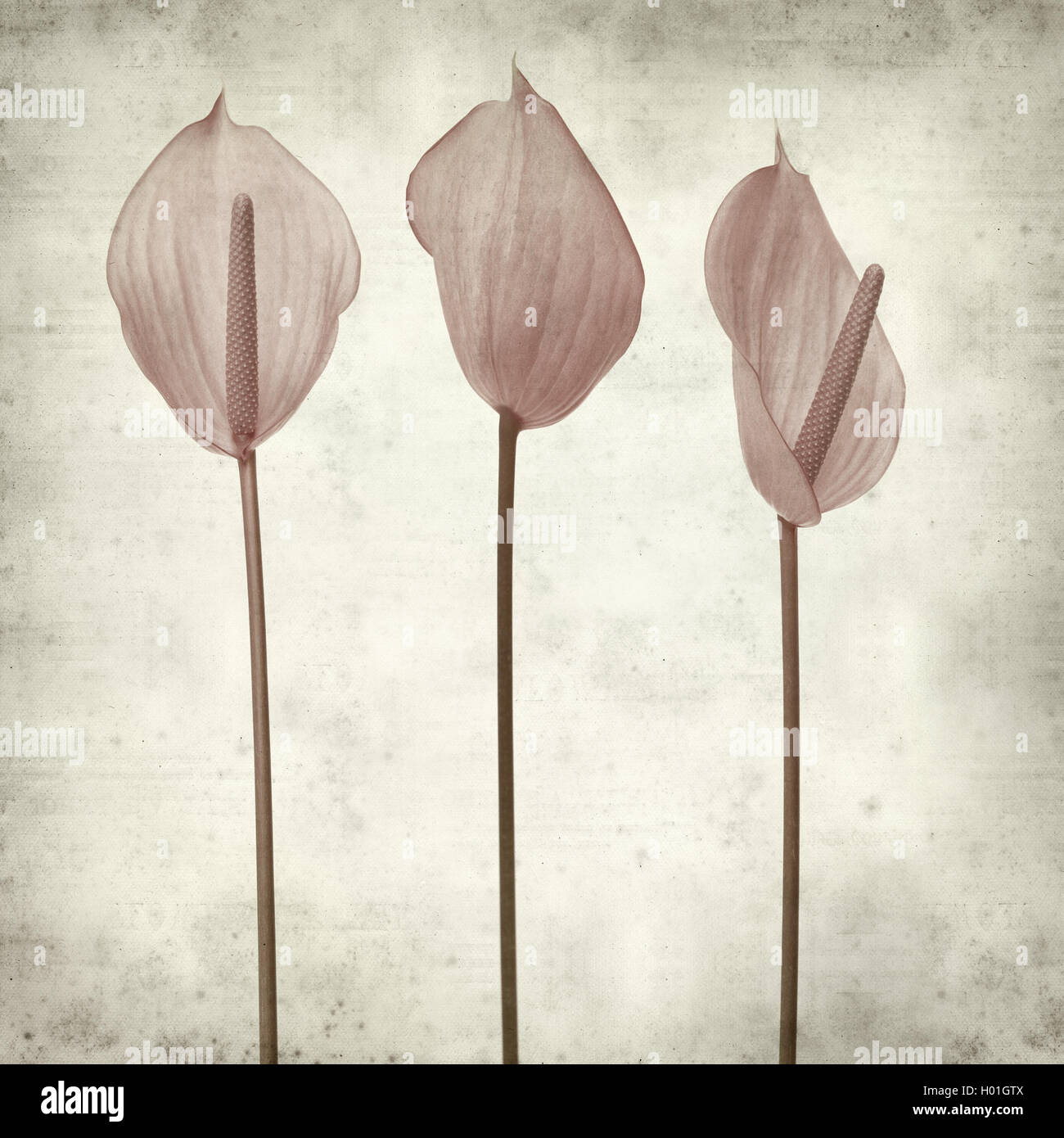textured old paper background with pink Anthurium Stock Photo - Alamy