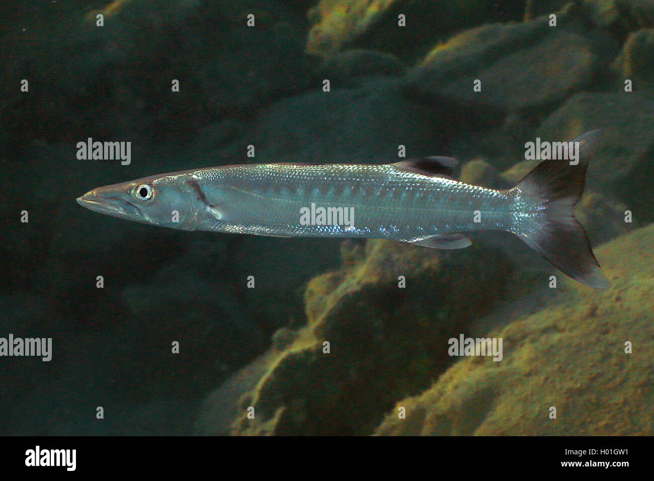 great barracuda (Sphyraena barracuda), swimming, Egypt, Red Sea ...