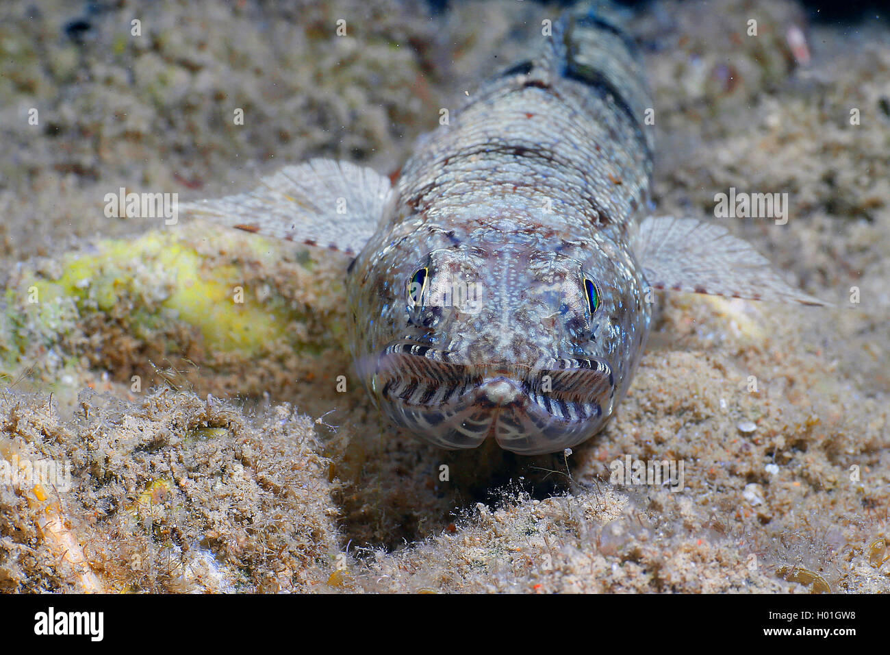 Variegated lizardfish, Sand lizardfish (Synodus dermatogenys), at sea ...
