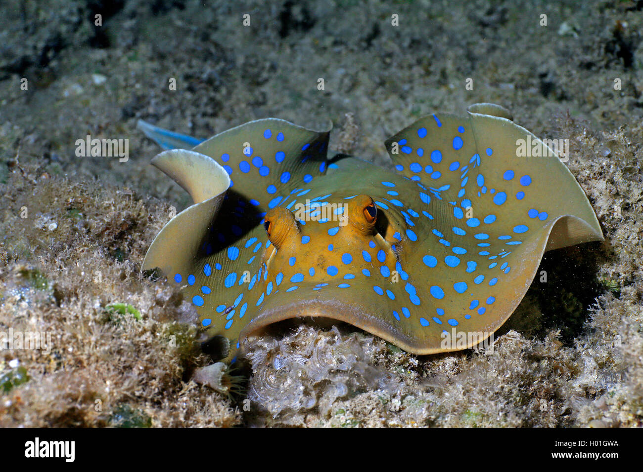 Ribbontail stingray, blue-spotted stingray, blue-spotted lagoonray ... Ribbontail stingray, blue-spotted stingray, blue-spotted lagoonray ...
