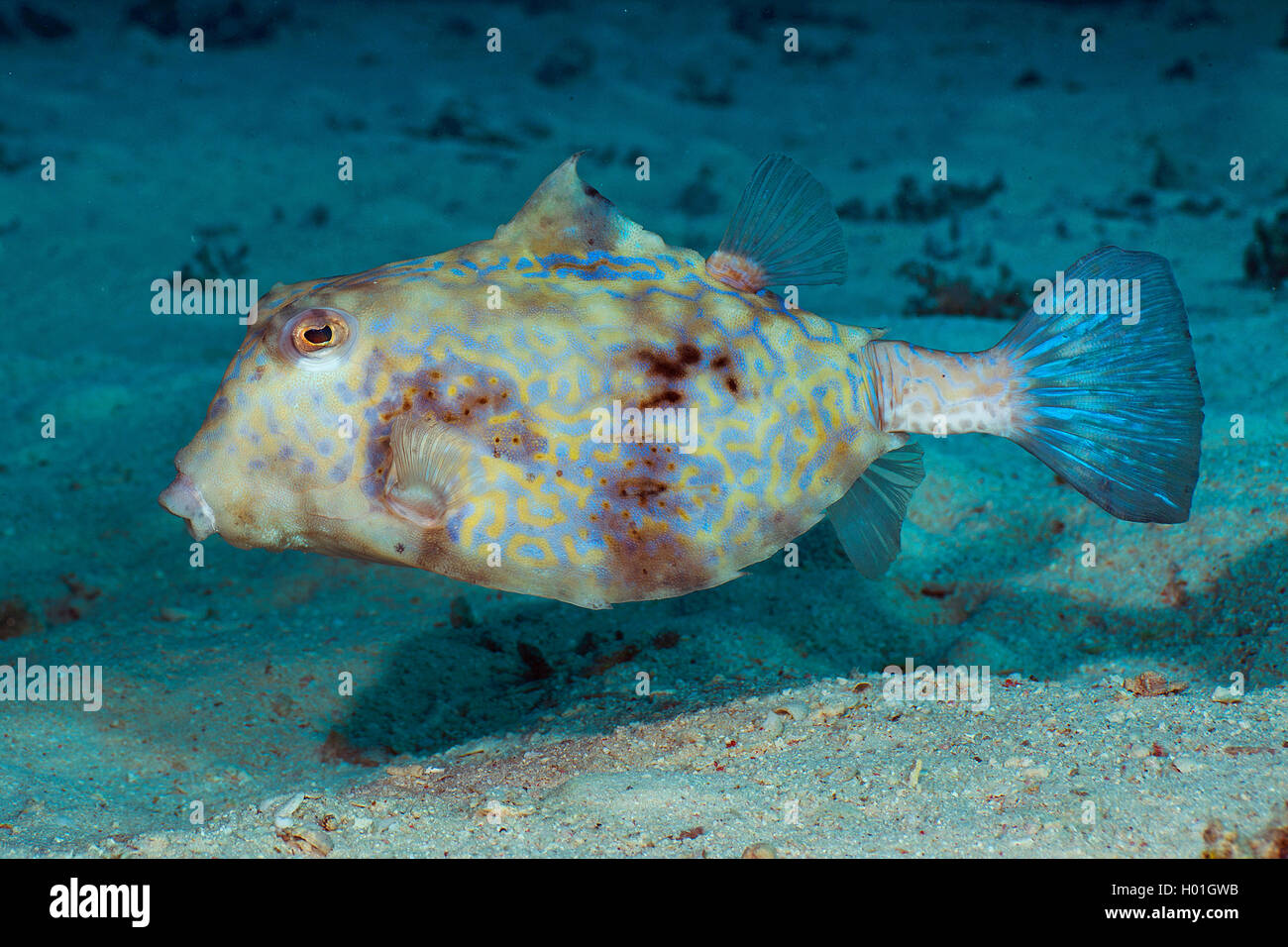 Thornbacked boxfish (Tetrasomus gibbosus), swimming, Egypt, Red Sea ...
