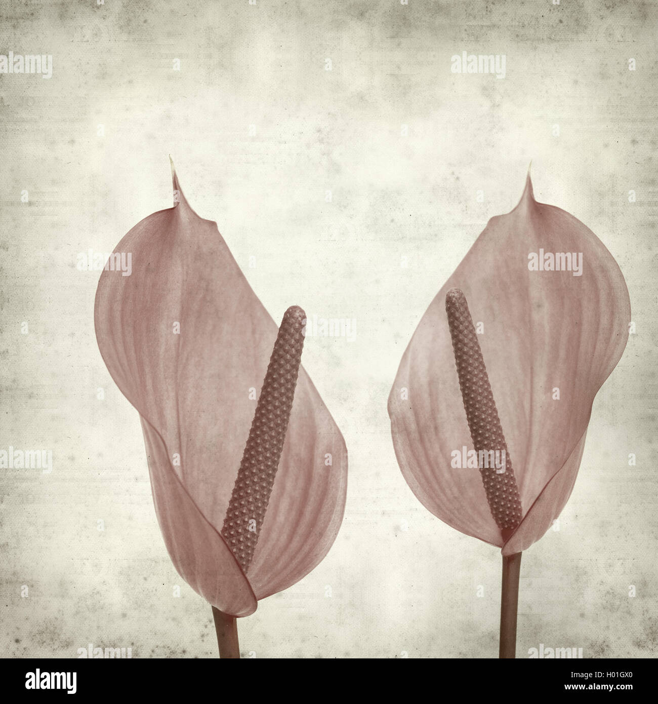 textured old paper background with pink Anthurium Stock Photo - Alamy