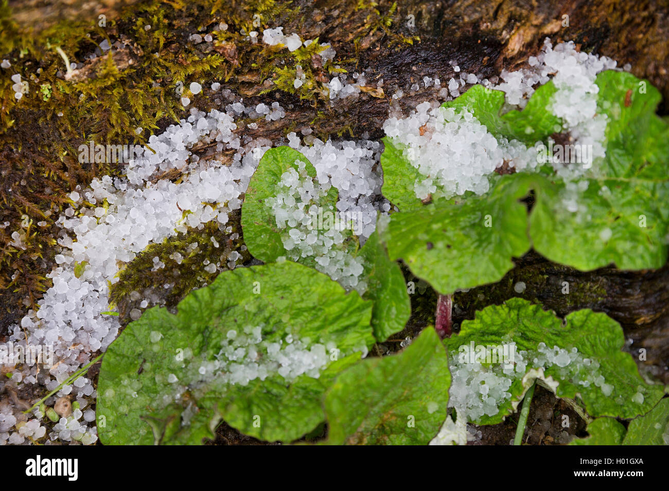 hail in spring, Germany Stock Photo - Alamy