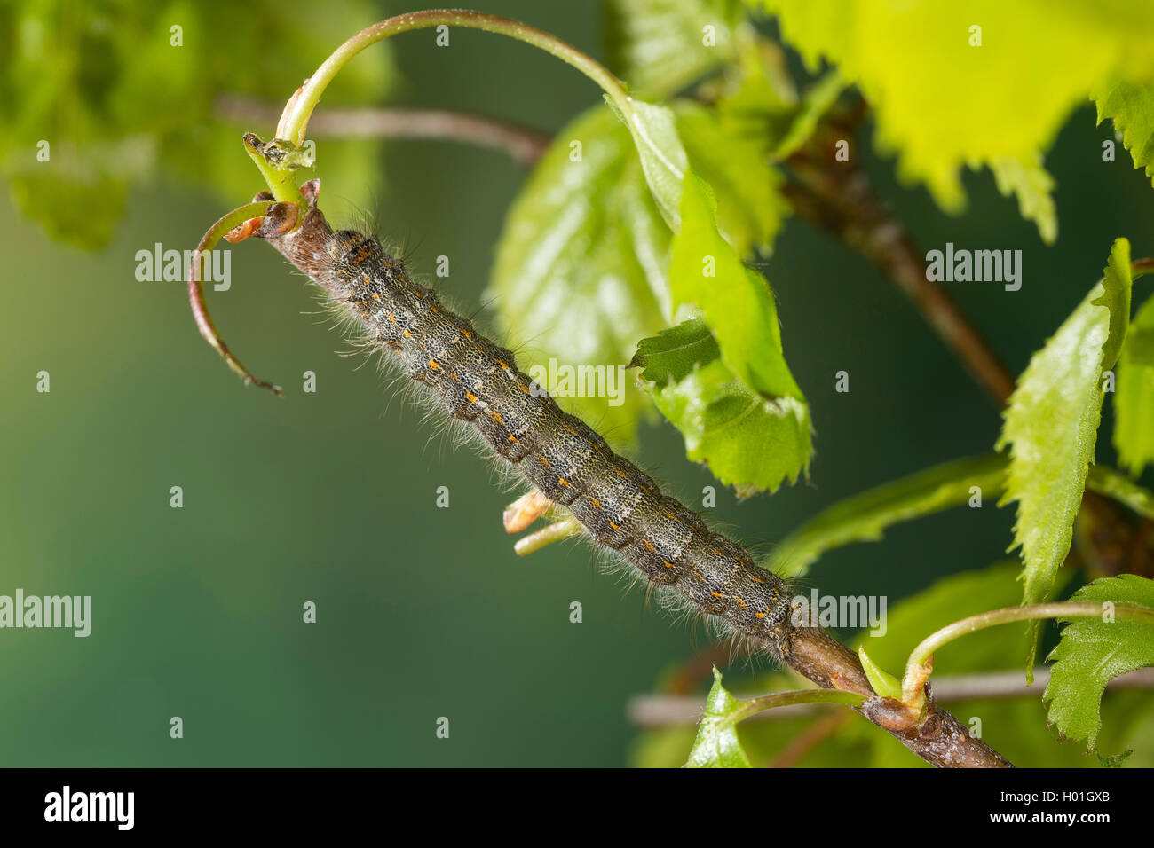 December moth (Poecilocampa populi), caterpillar feeds on birch ...