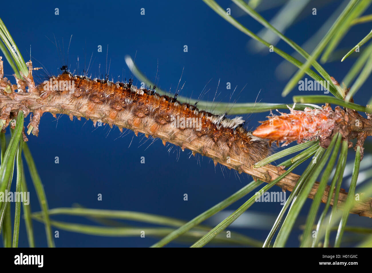 pine lappet, pine-tree lappet, European pine moth (Dendrolimus pini ...