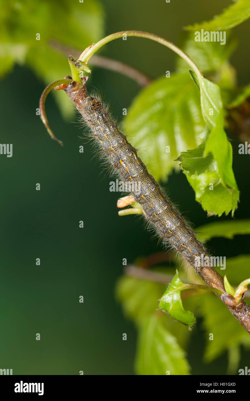 December moth hi-res stock photography and images - Alamy