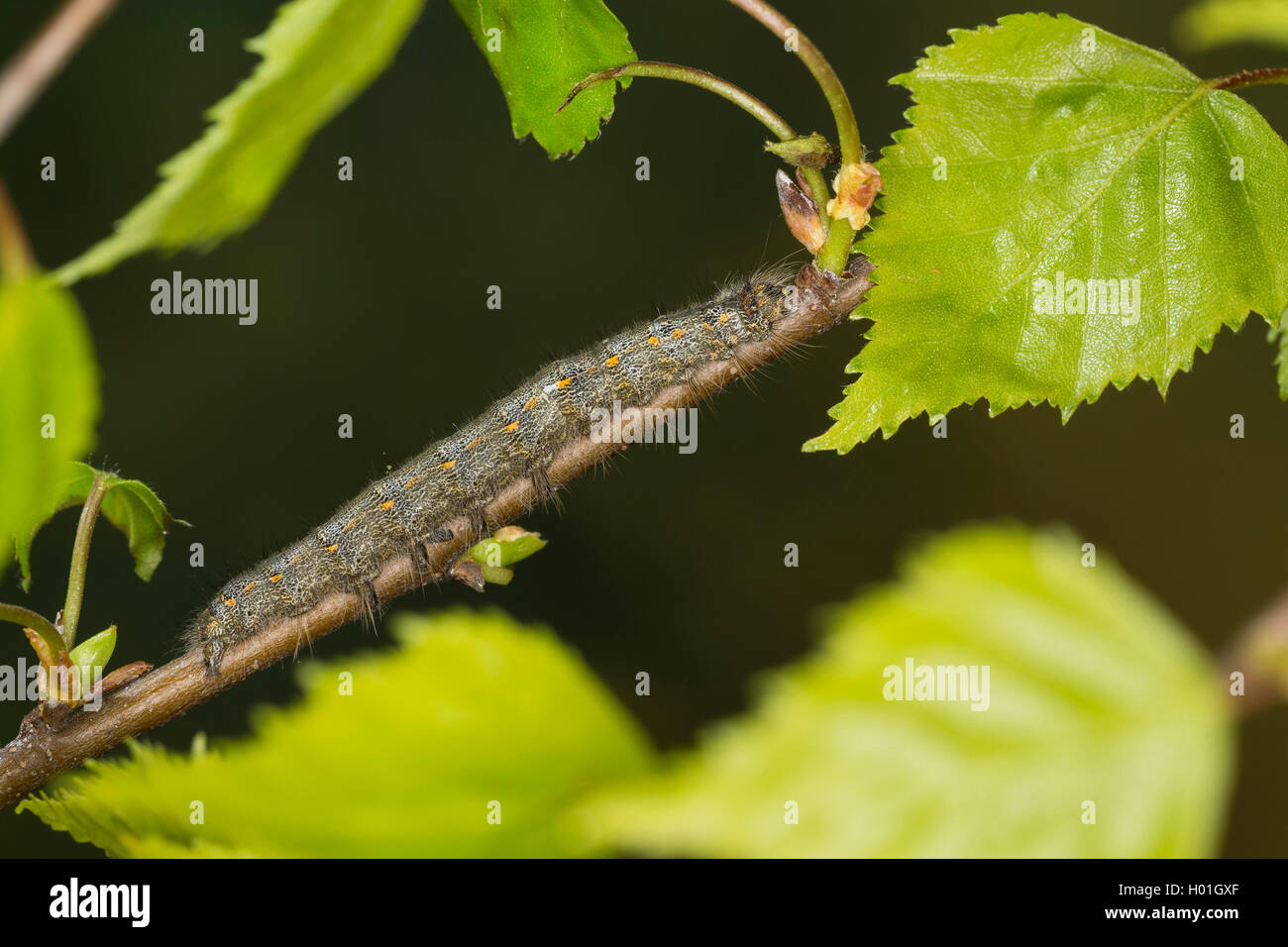 December moth hi-res stock photography and images - Alamy