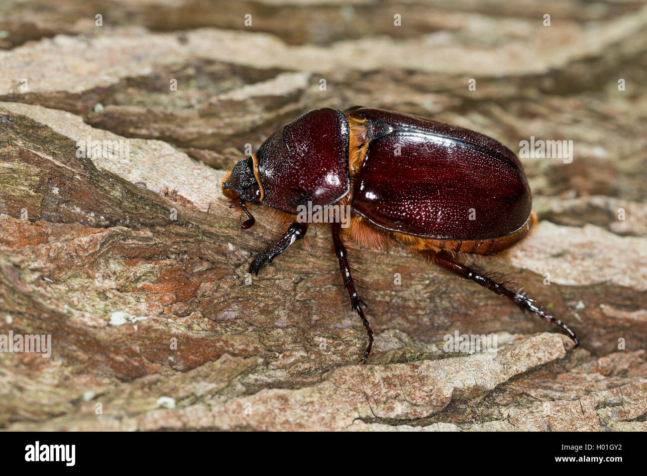 European rhinoceros beetle (Oryctes nasicornis), female, Germany Stock ...