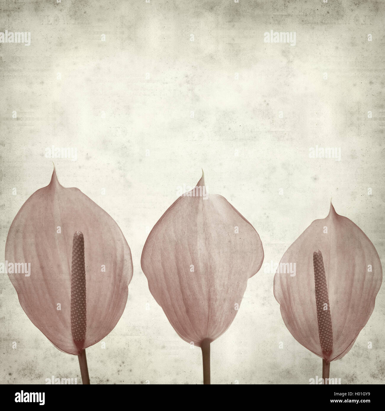 textured old paper background with pink Anthurium Stock Photo - Alamy