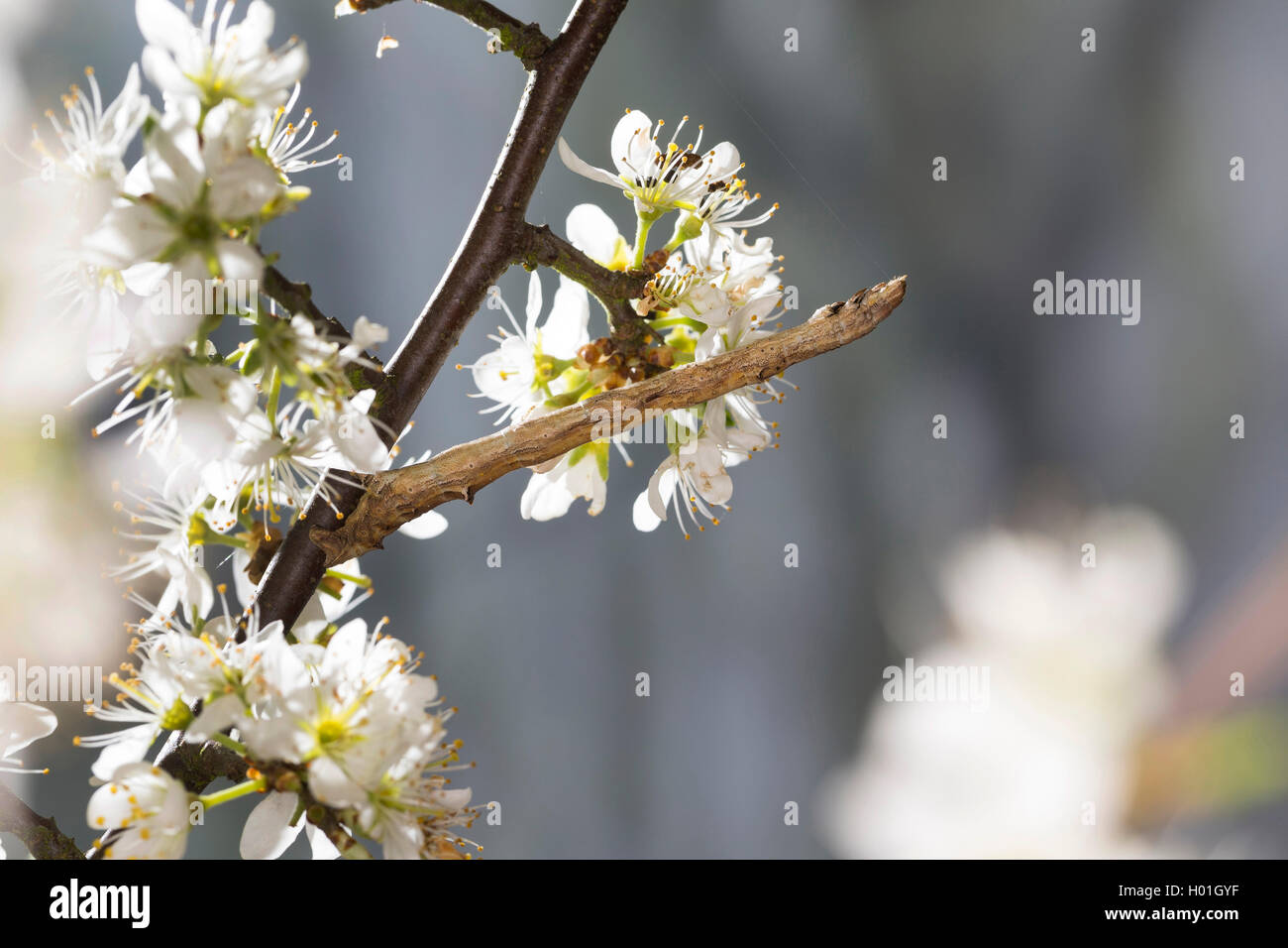 orange moth (Angerona prunaria), caterpillar feeds on sloe, Germany ...