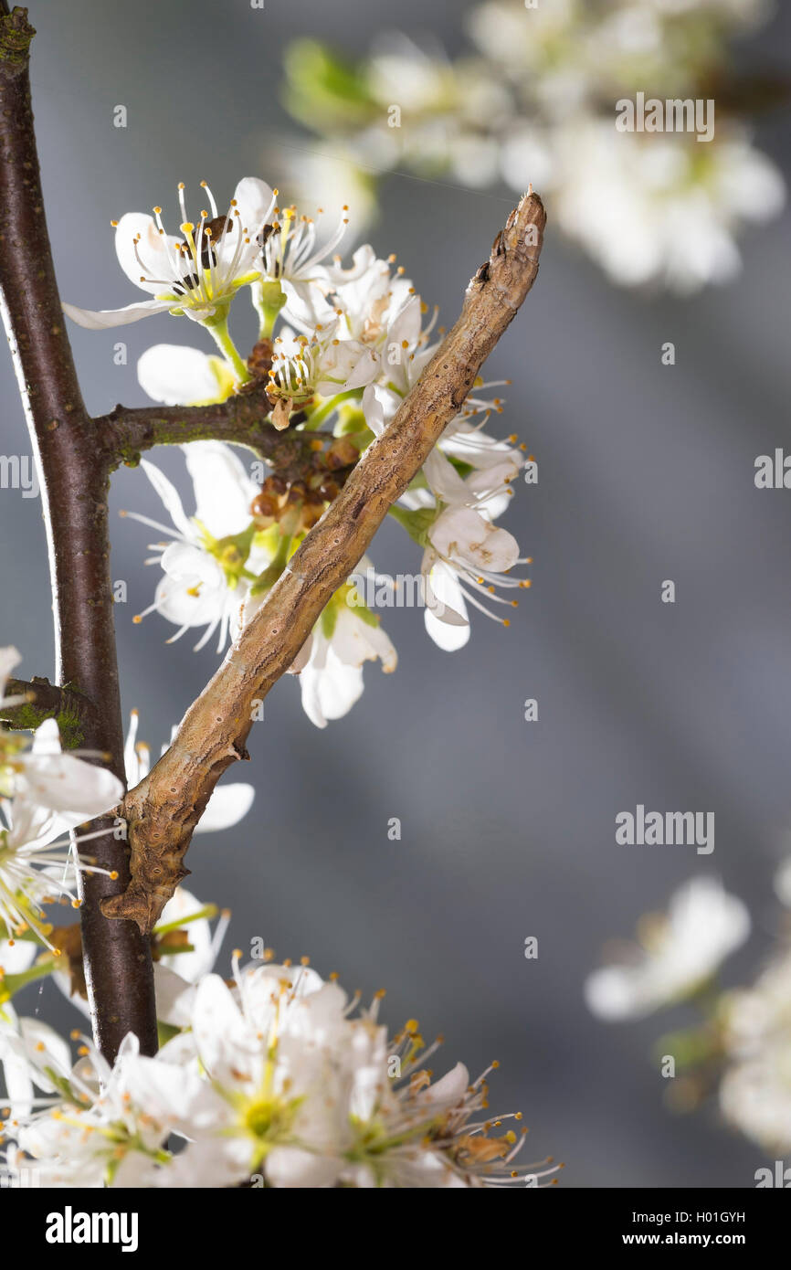 orange moth (Angerona prunaria), caterpillar feeds on sloe, Germany ...