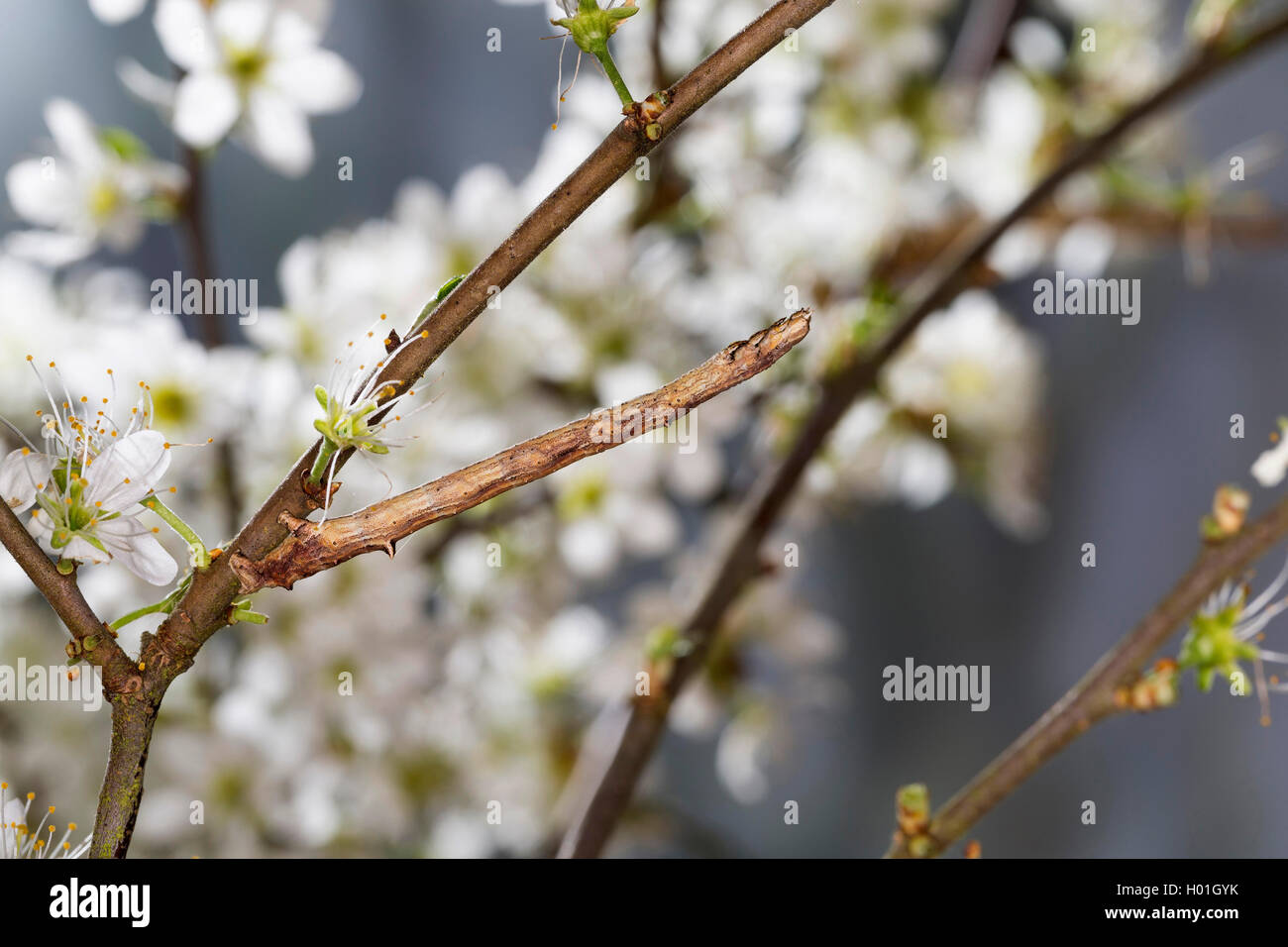 orange moth (Angerona prunaria), caterpillar feeds on sloe, Germany ...