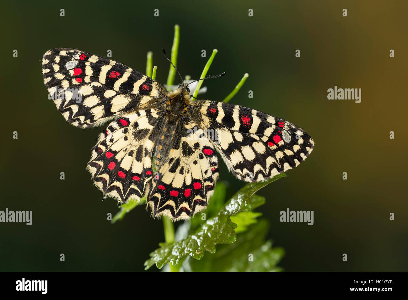 Spanish Festoon, Southern festoon (Zerynthia rumina), sits on a leaf ...