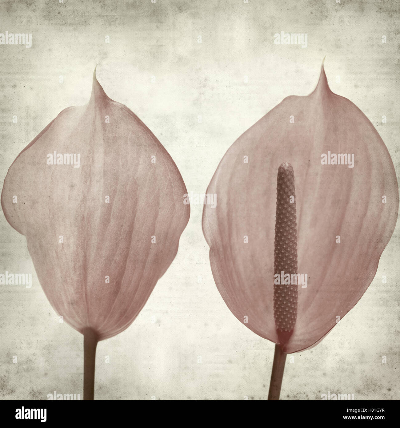 textured old paper background with pink Anthurium Stock Photo - Alamy