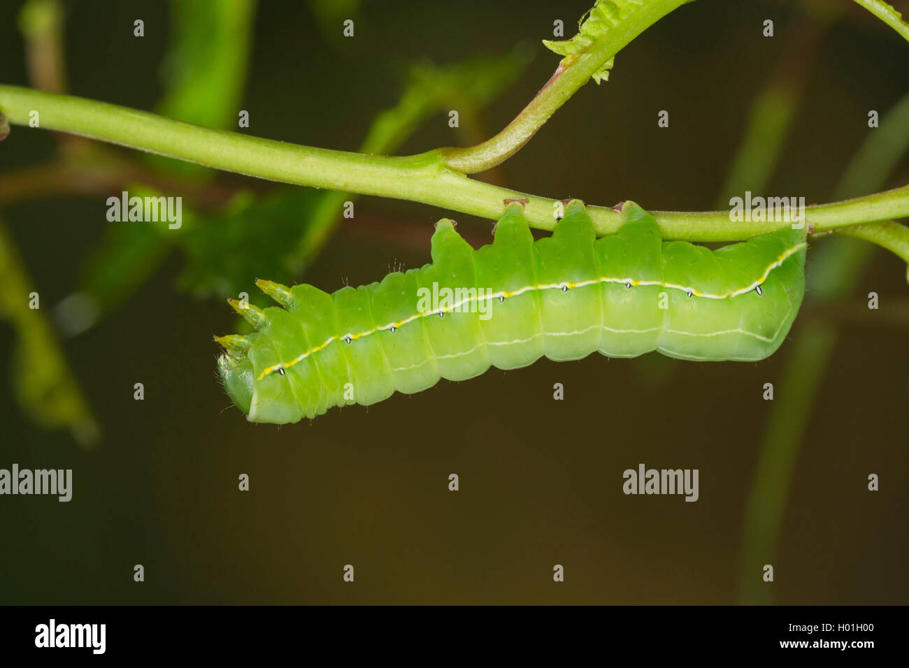 Sprawler, Common sprawler (Asteroscopus sphinx, Brachionycha sphinx ...