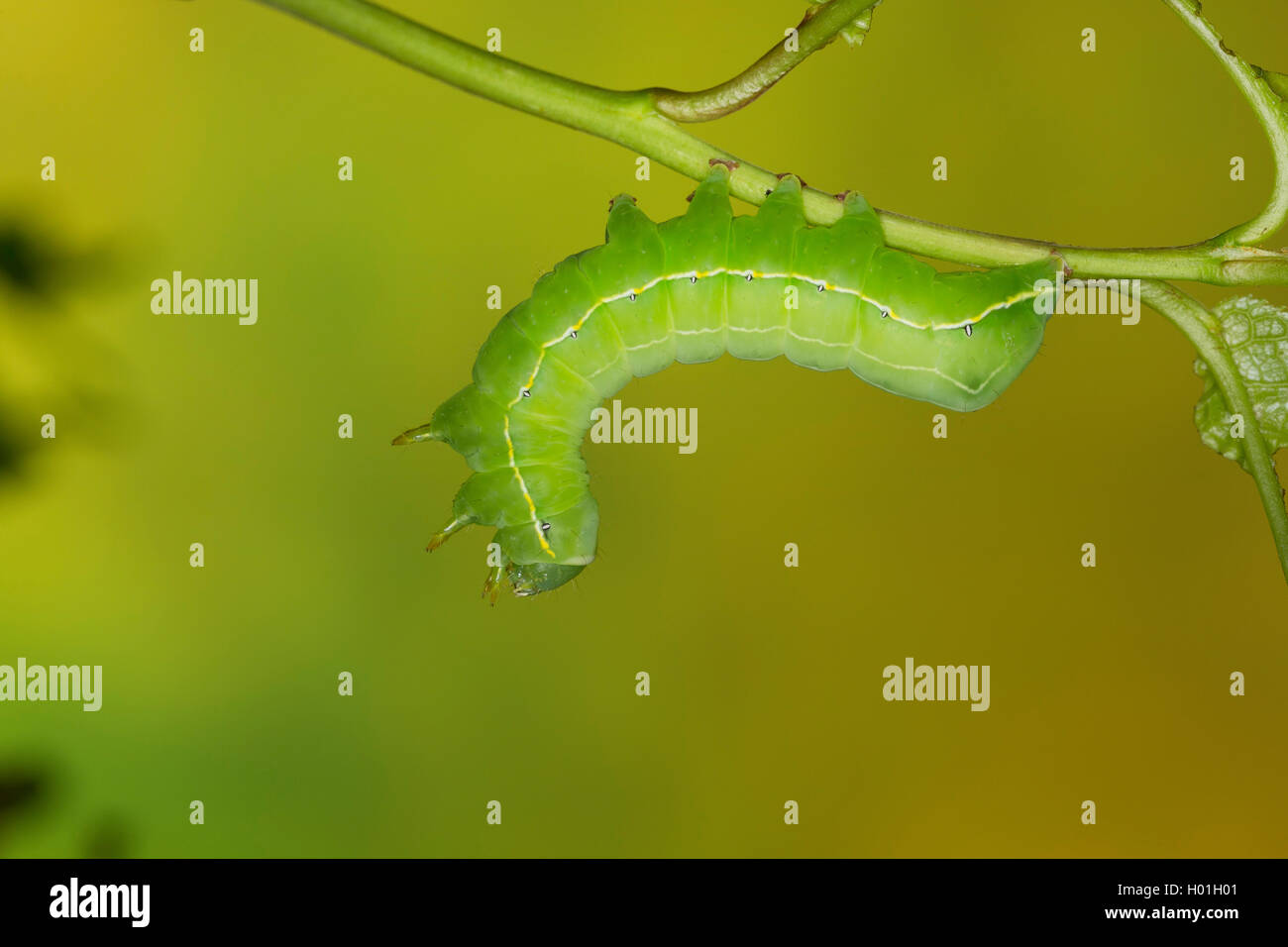 Sprawler, Common sprawler (Asteroscopus sphinx, Brachionycha sphinx ...