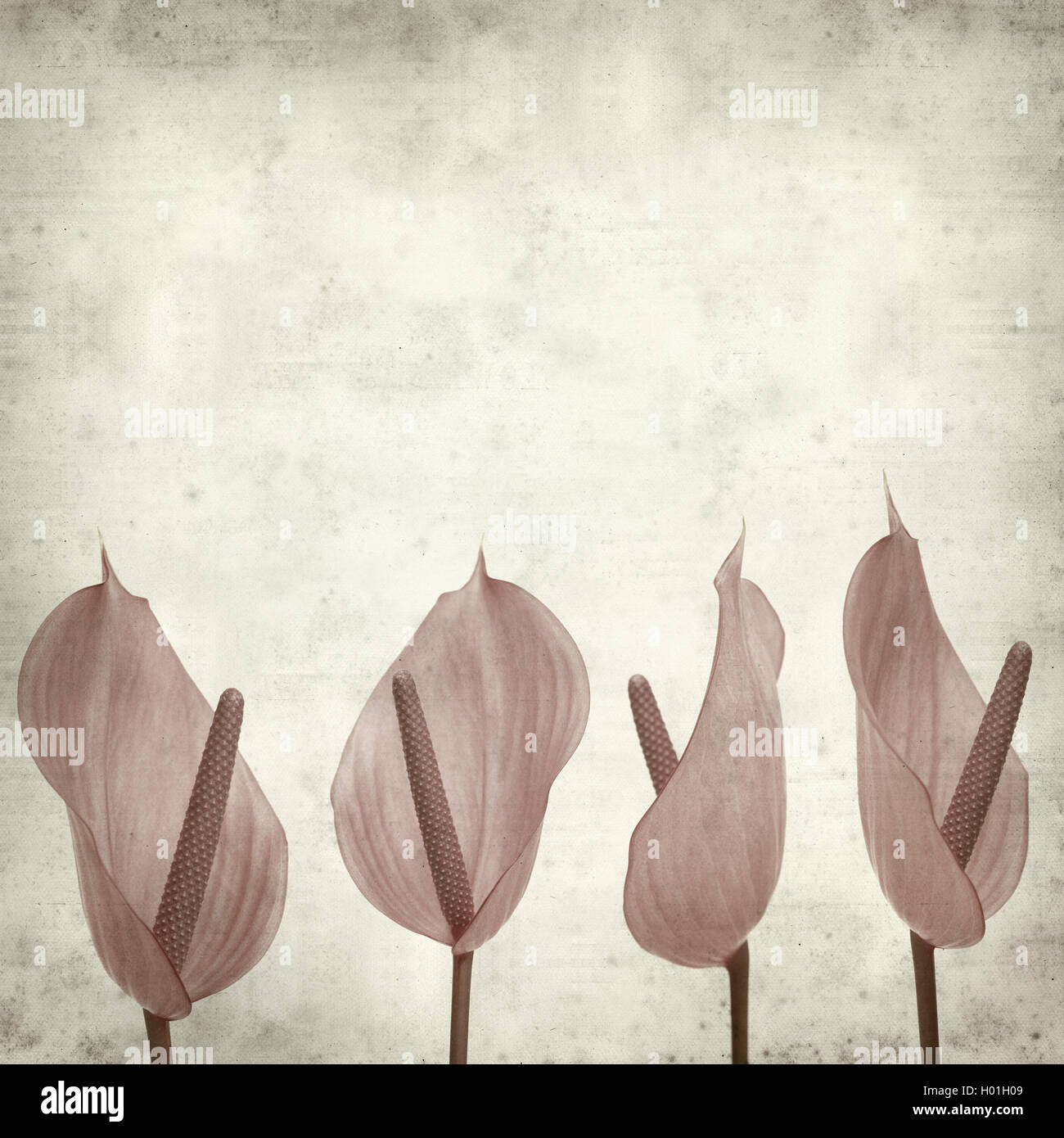 textured old paper background with pink Anthurium Stock Photo - Alamy