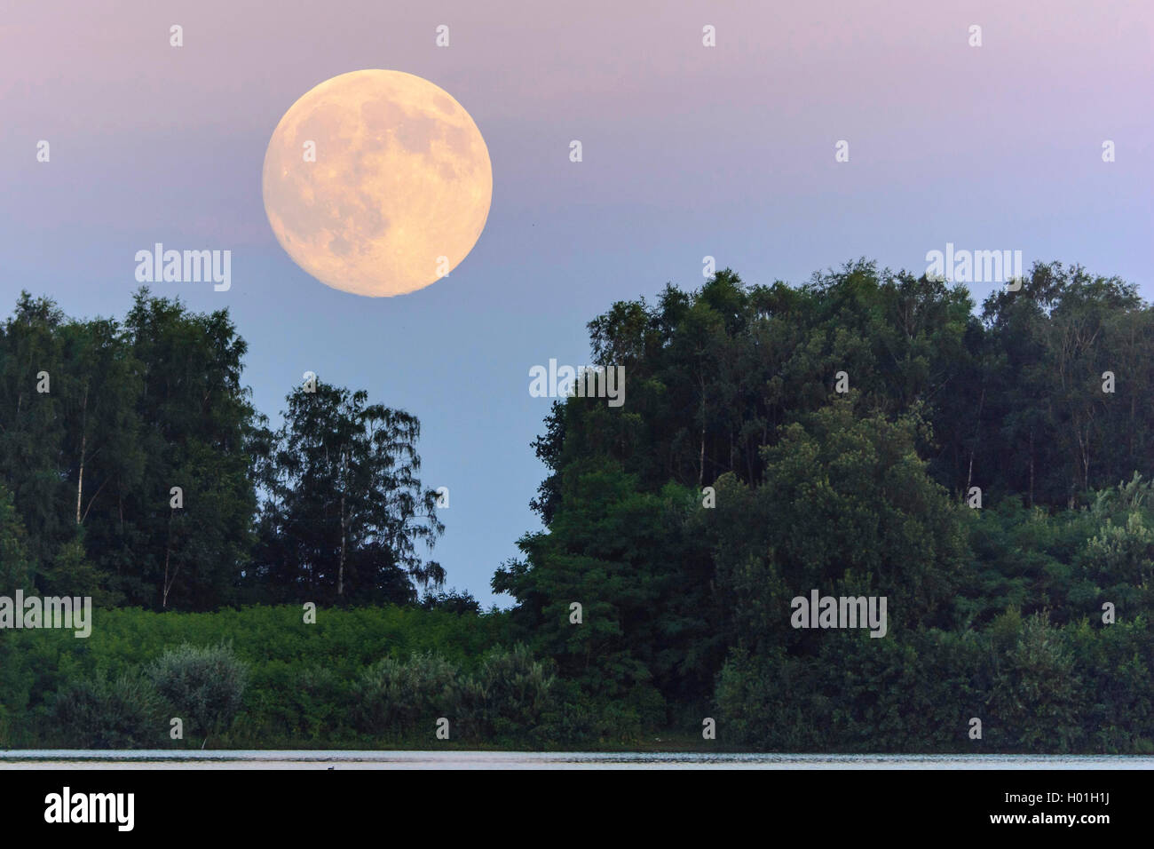 full moon over forest, Germany, Lower Saxony, Damme Stock Photo - Alamy