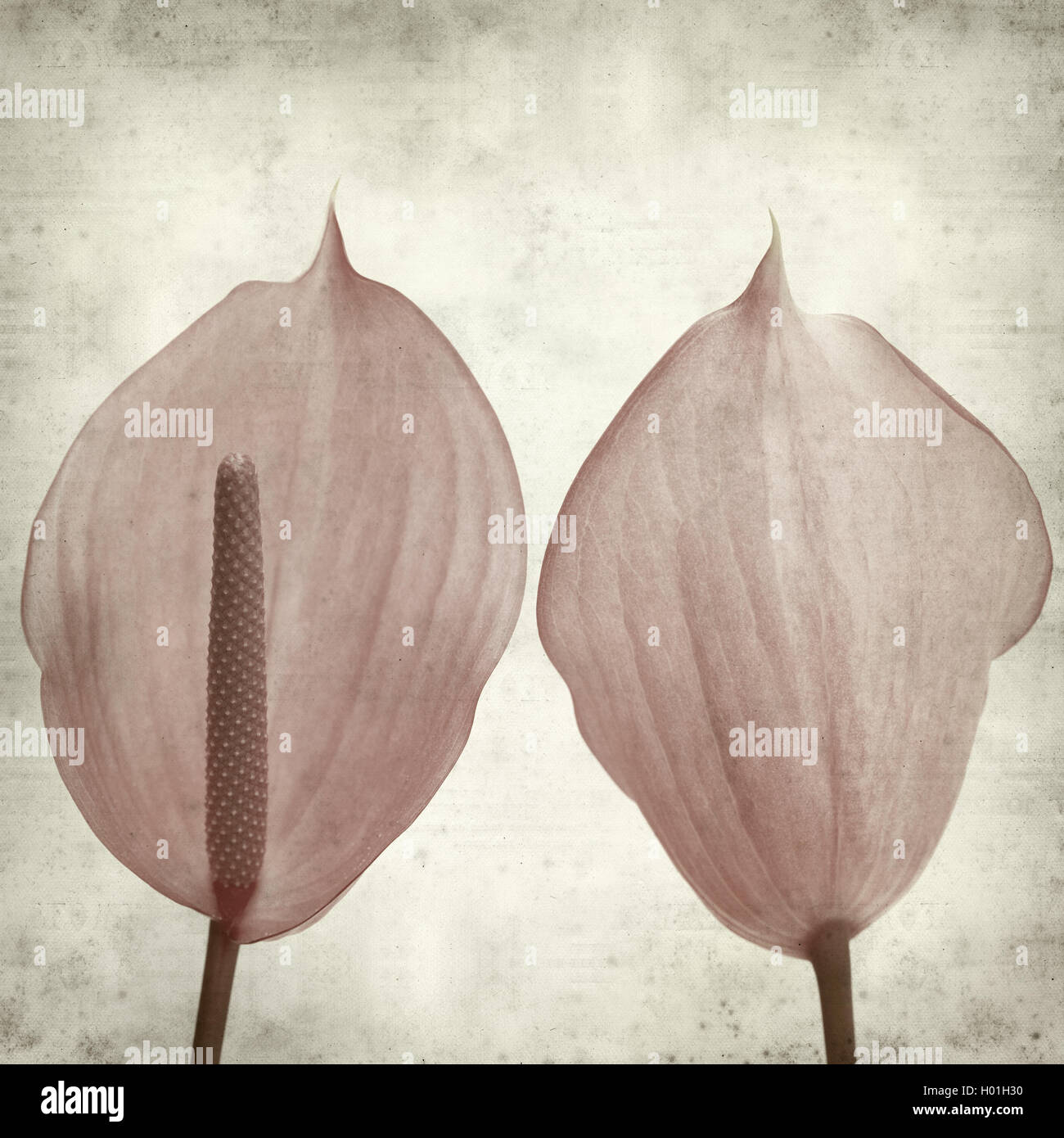 textured old paper background with pink Anthurium Stock Photo - Alamy
