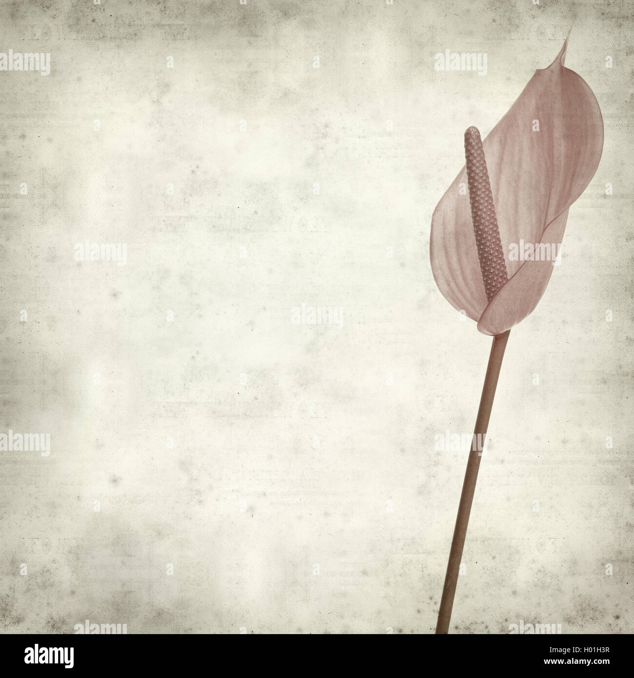 textured old paper background with pink Anthurium Stock Photo - Alamy
