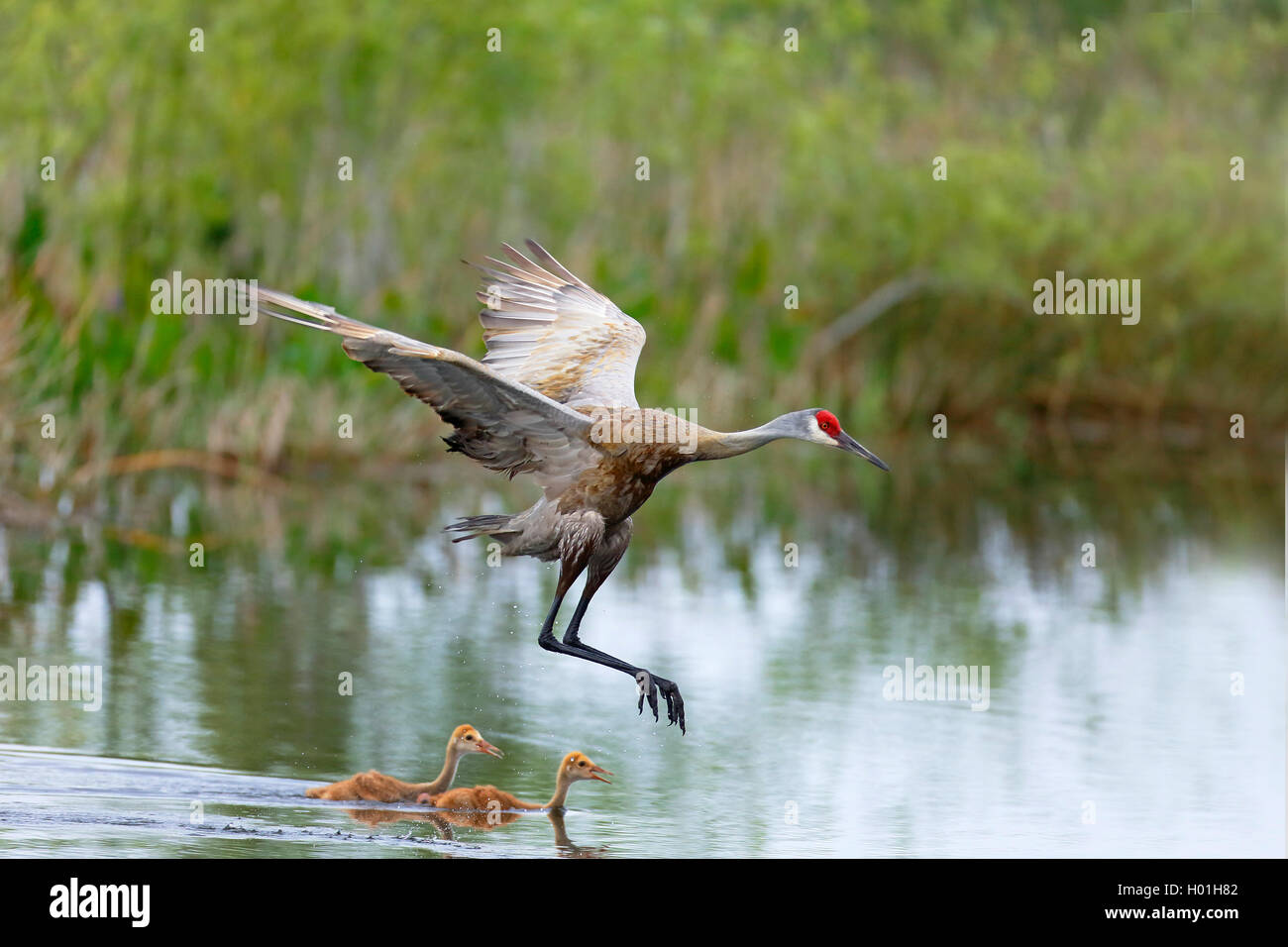 Crane over water hi-res stock photography and images - Alamy