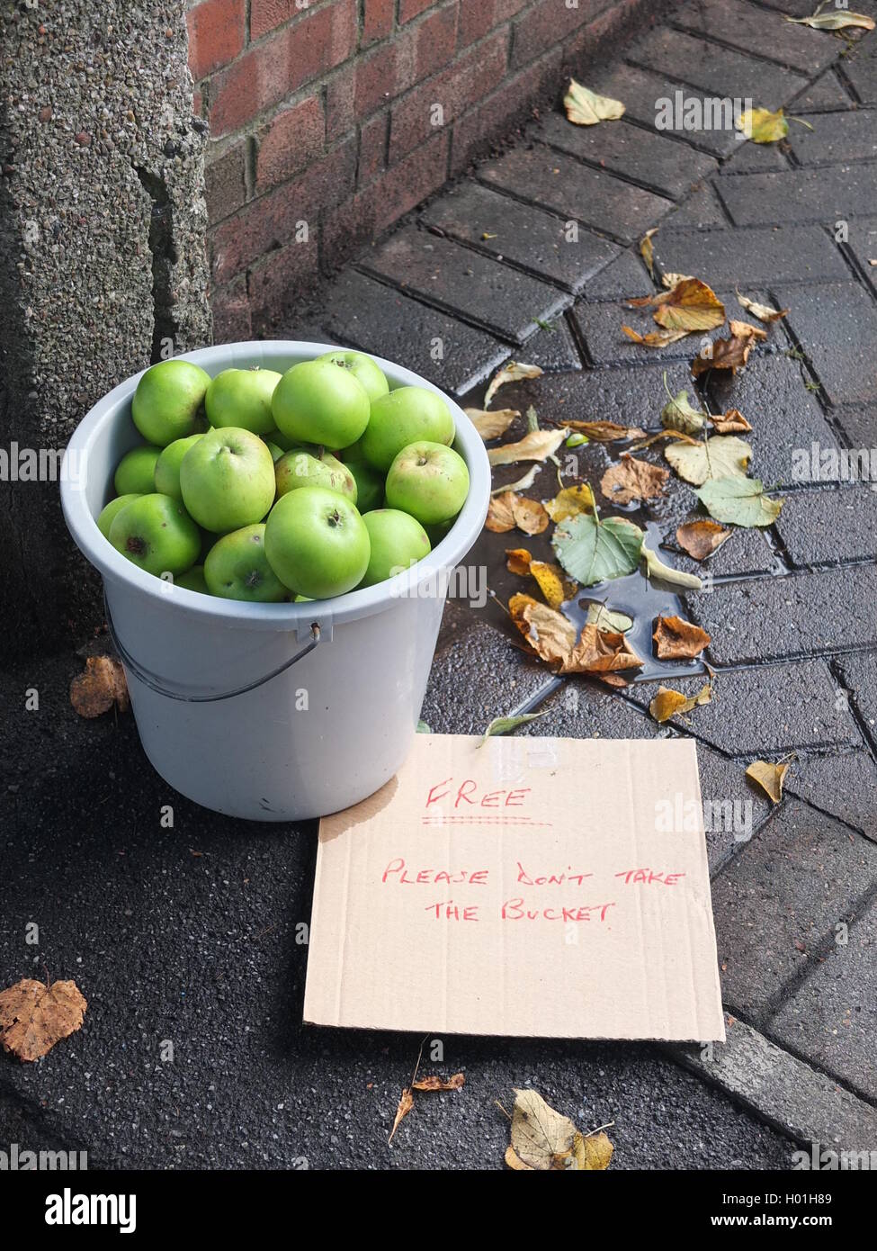A bucket of cooking apples offered for free to passers by in Rivelin ...
