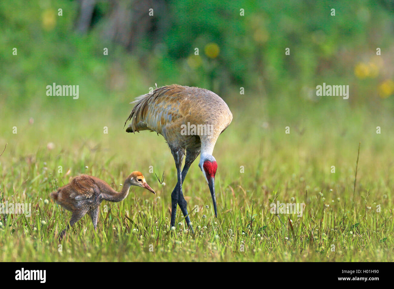 sandhill crane (Grus canadensis), female with chick searching food in a ...