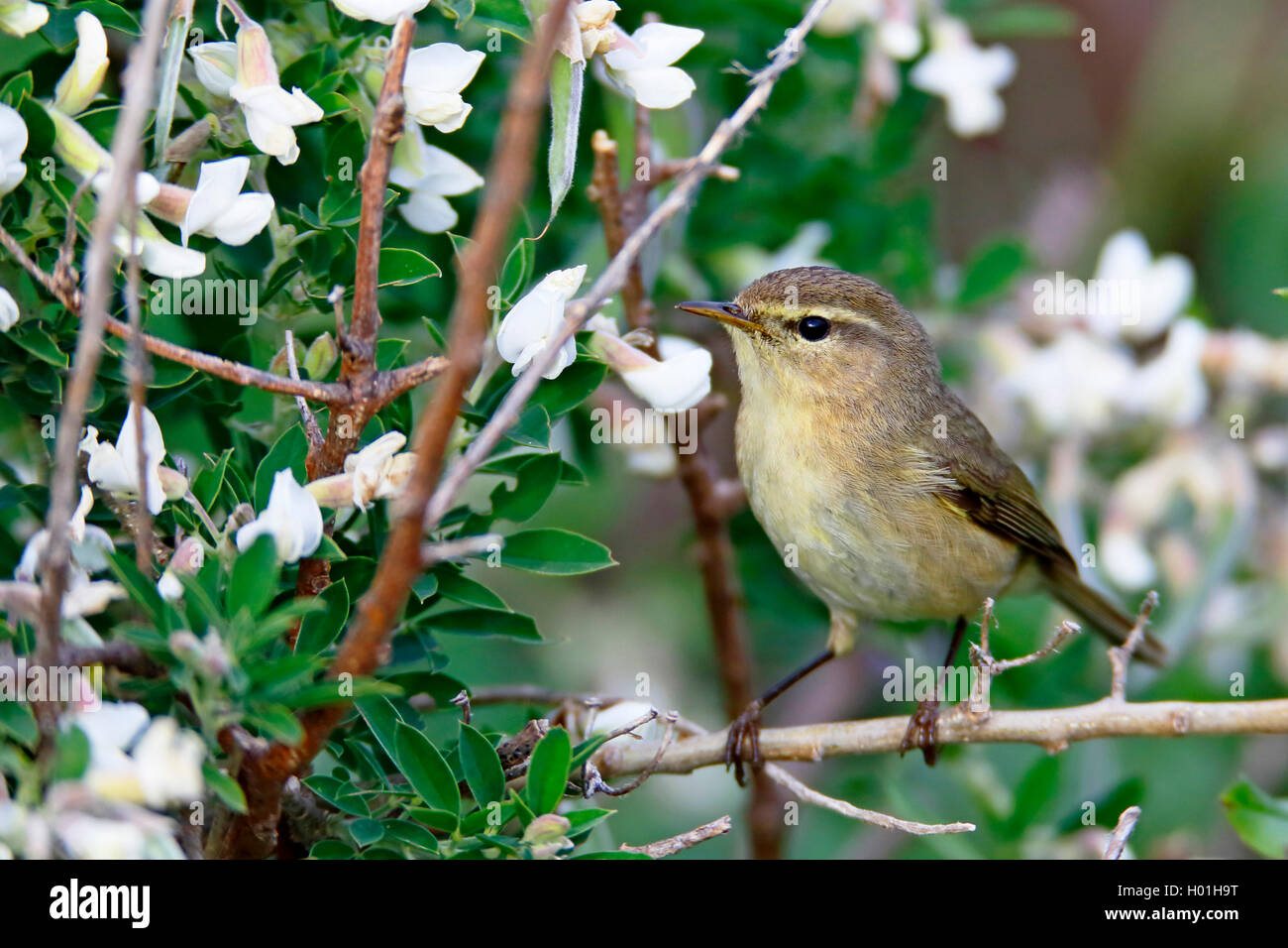 Phylloscopus canariensis canariensis hi-res stock photography and ...