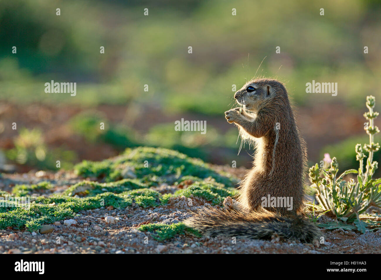 South African ground squirrel, Cape ground squirrel (Geosciurus inauris ...