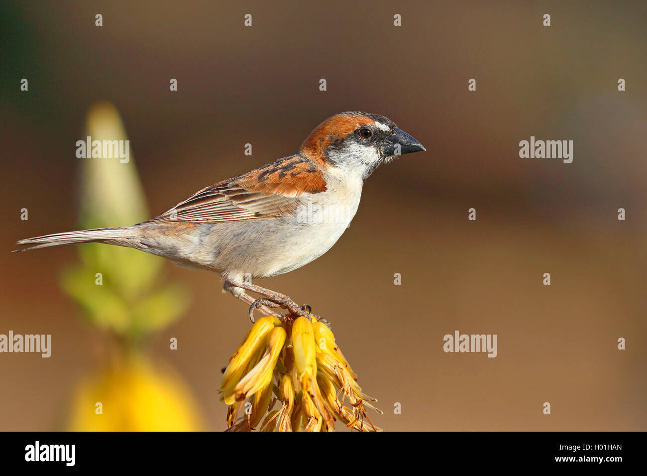 Kapverdensperlinge hi-res stock photography and images - Alamy