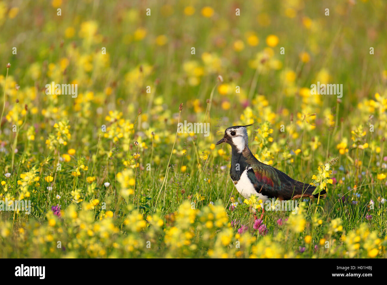 Female northern lapwing vanellus vanellus hi-res stock photography and ...
