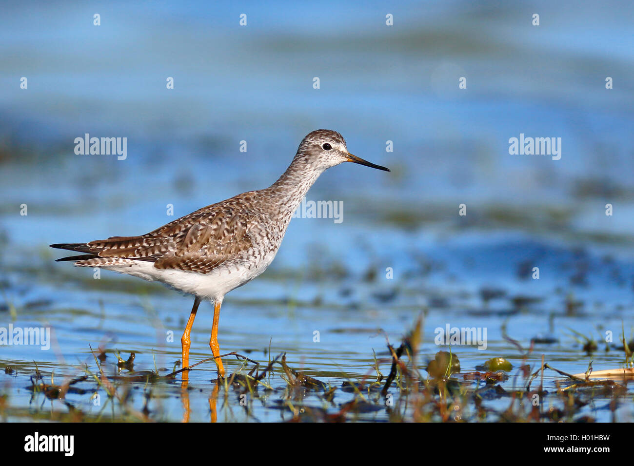 lesser yellowlegs (Tringa flavipes), stands in shallow water, USA ...