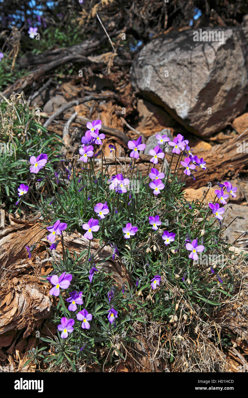 La Palma violet (Viola palmensis), population of blooming plants ...