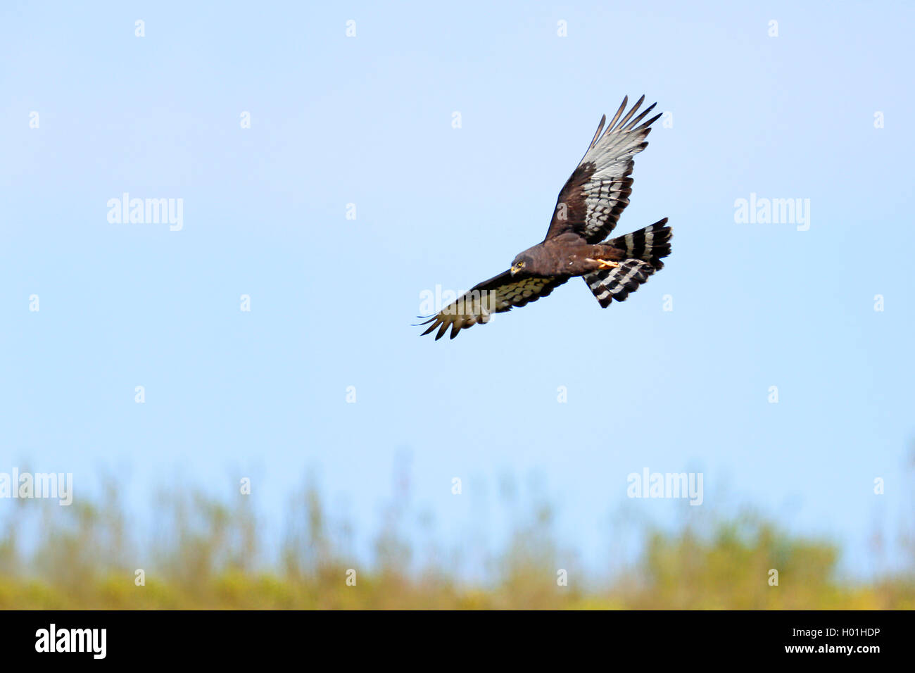 black harrier (Circus maurus), flying, South Africa, Western Cape ...