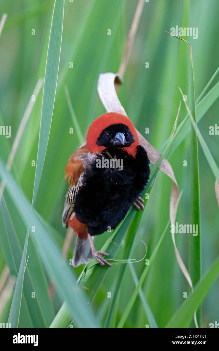 Red bishop bird hi-res stock photography and images - Alamy