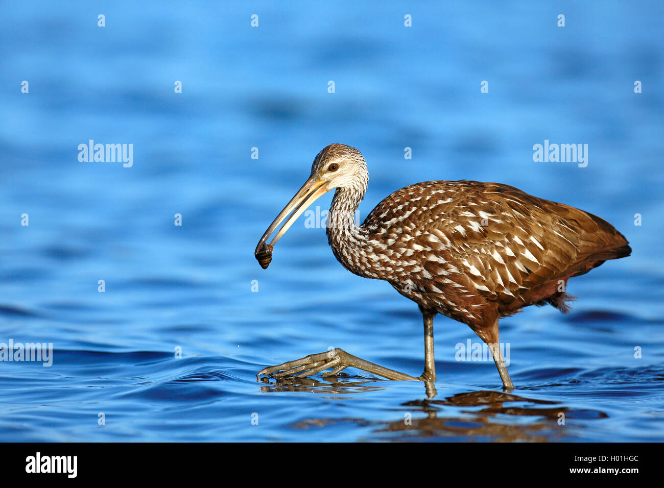 limpkin (Aramus guarauna), in shallow water with an apple snail in the ...