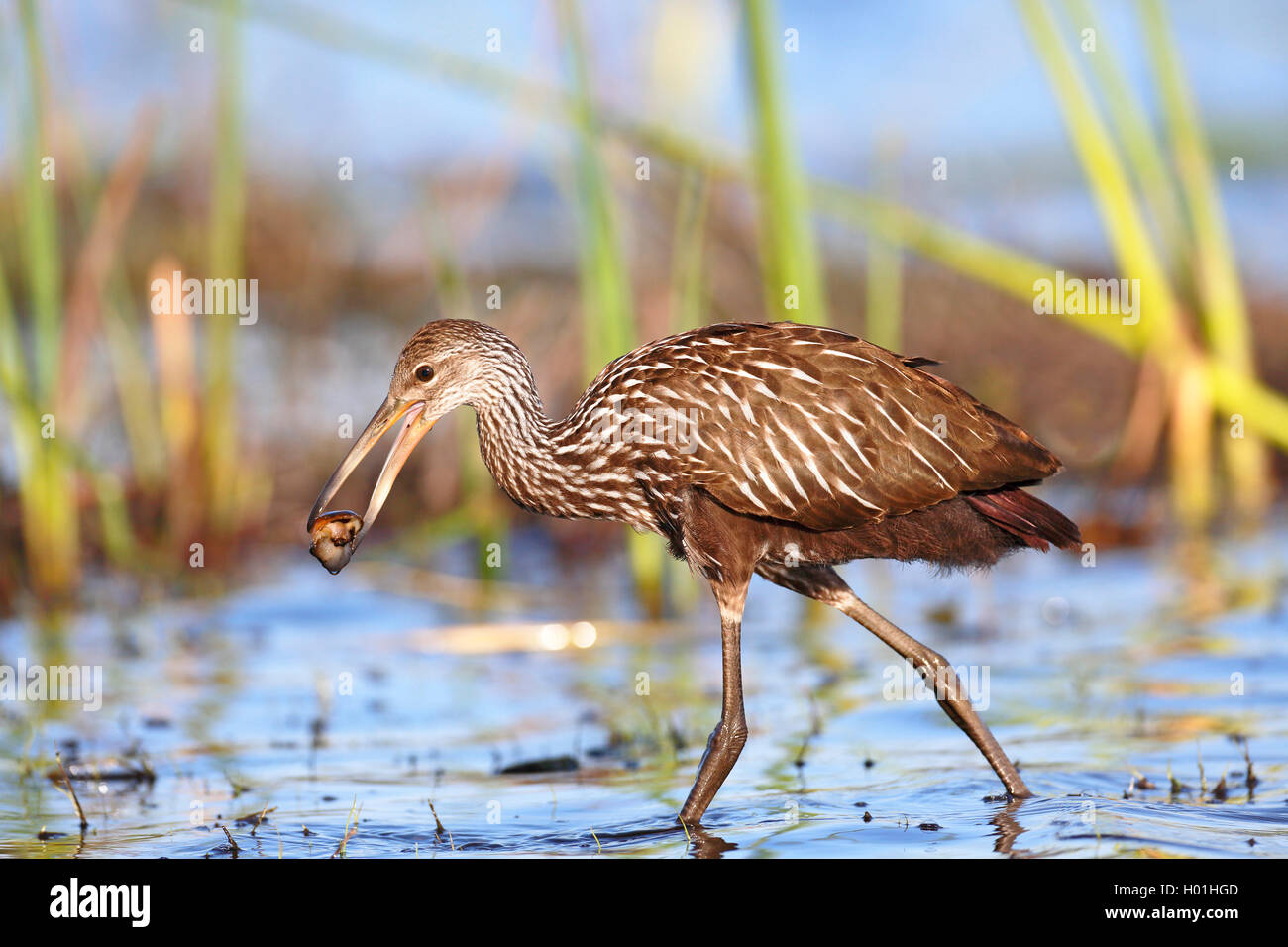 limpkin (Aramus guarauna), in shallow water with an apple snail in the ...