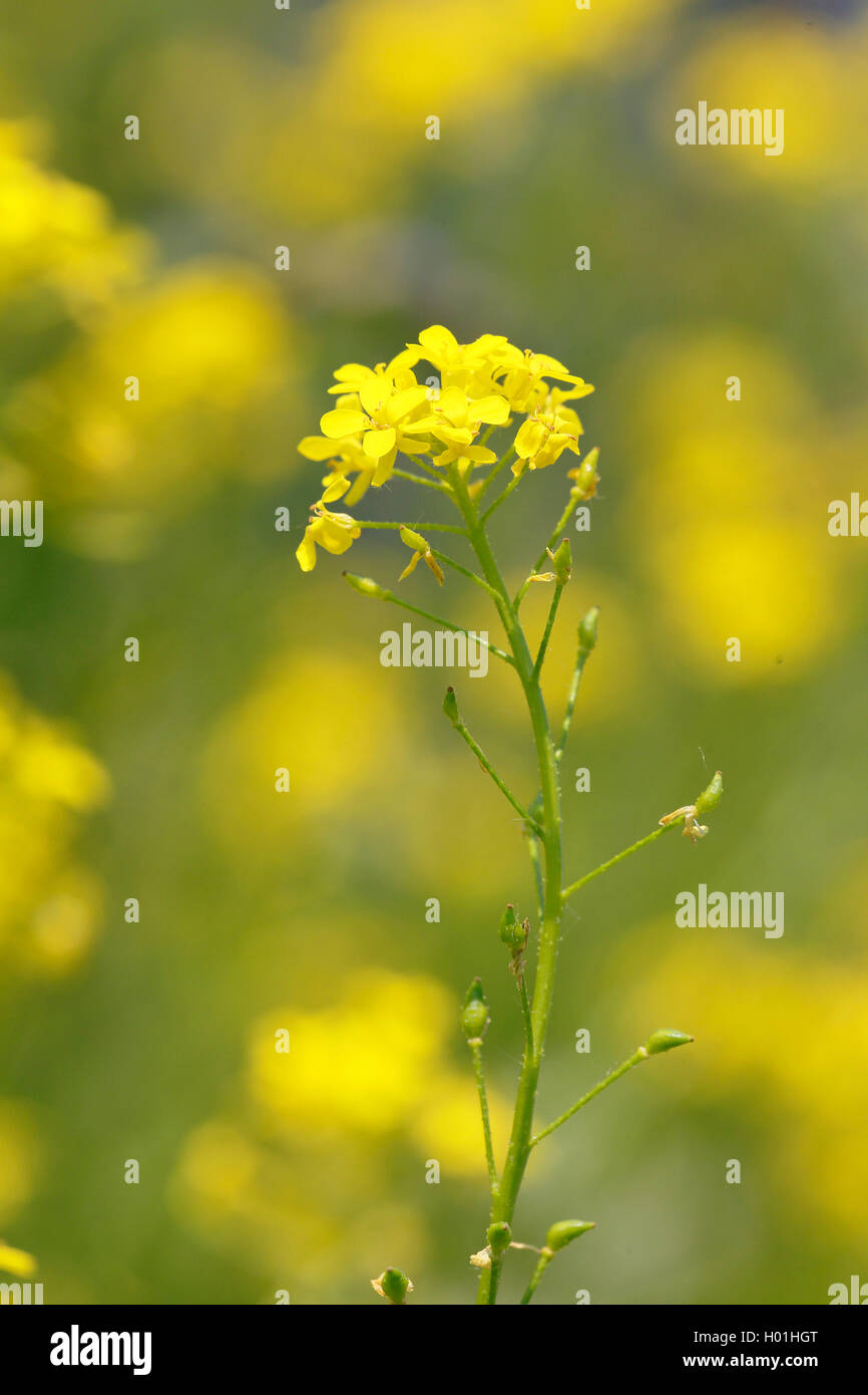 rape, turnip (Brassica napus), blossom, Netherlands, Frisia Stock Photo ...